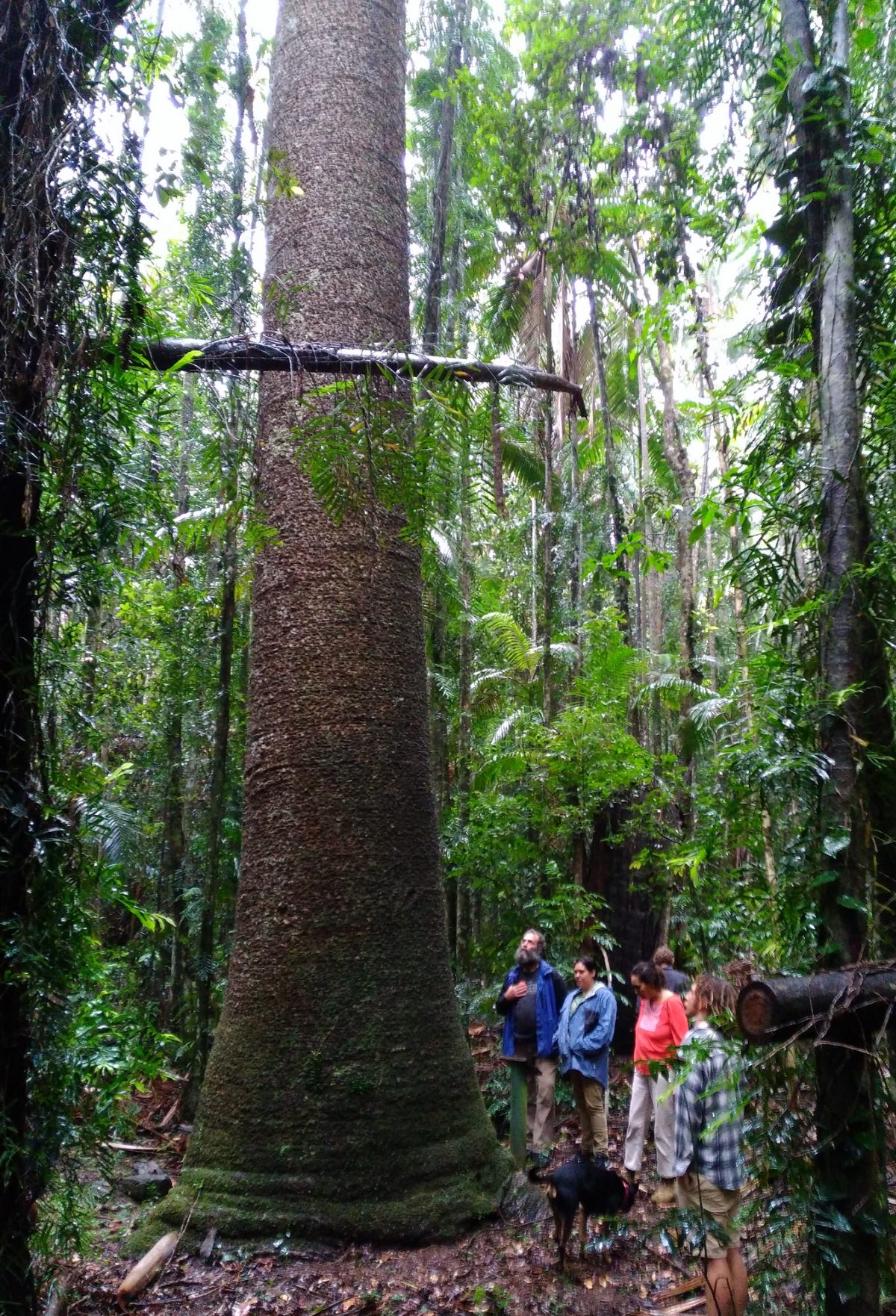 Bunya Power – The People & Environment Blog