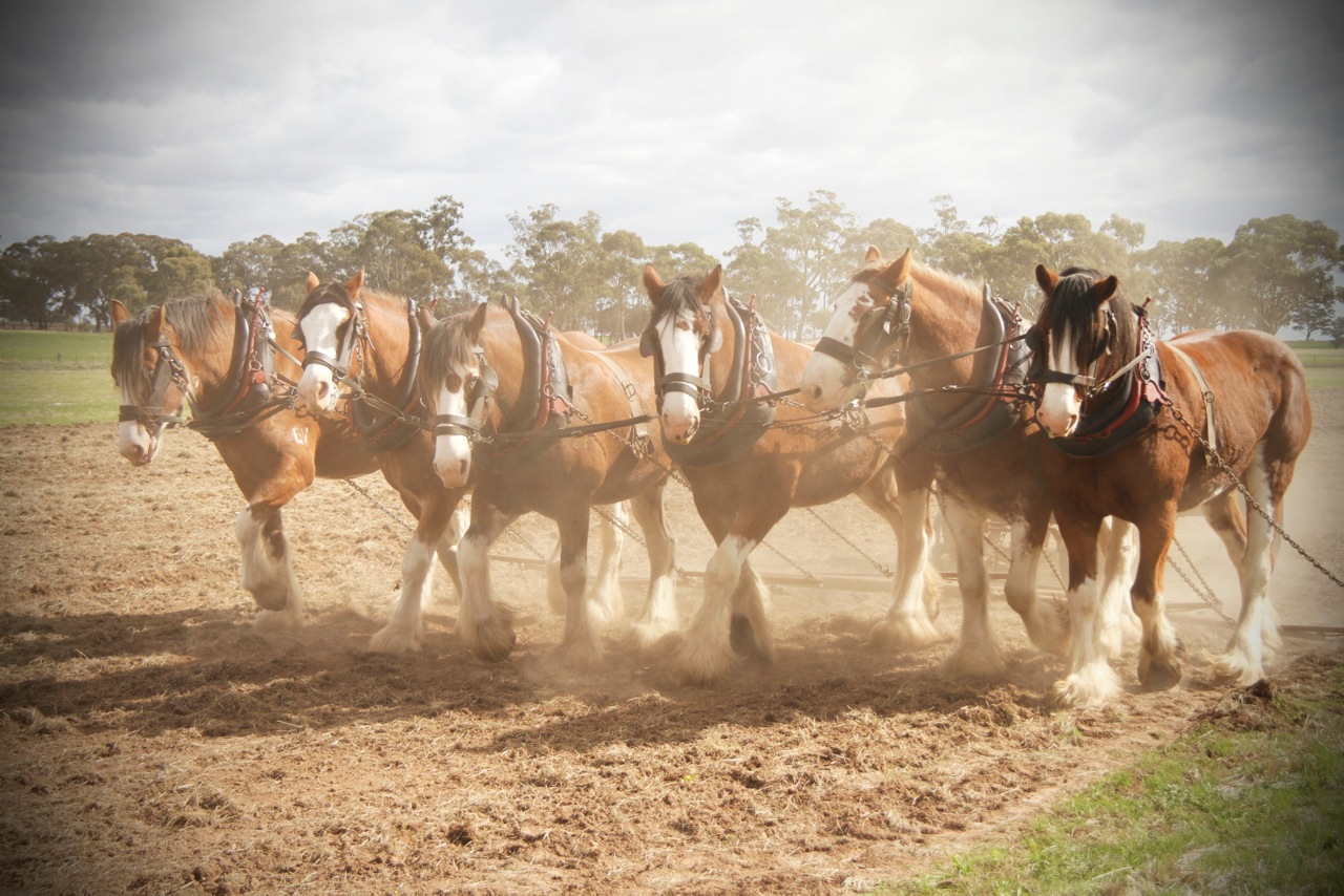 Working horses showcased at Rushworth Heritage Easter Festival – The ...